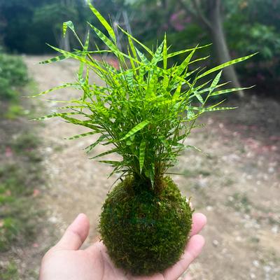 带斑纹虎斑竹姬翠竹四季常青稀有