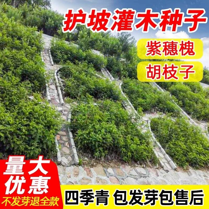 灌木草籽紫穗槐种子刺槐斜山边坡猪屎豆刺槐银合欢树种护坡草种籽