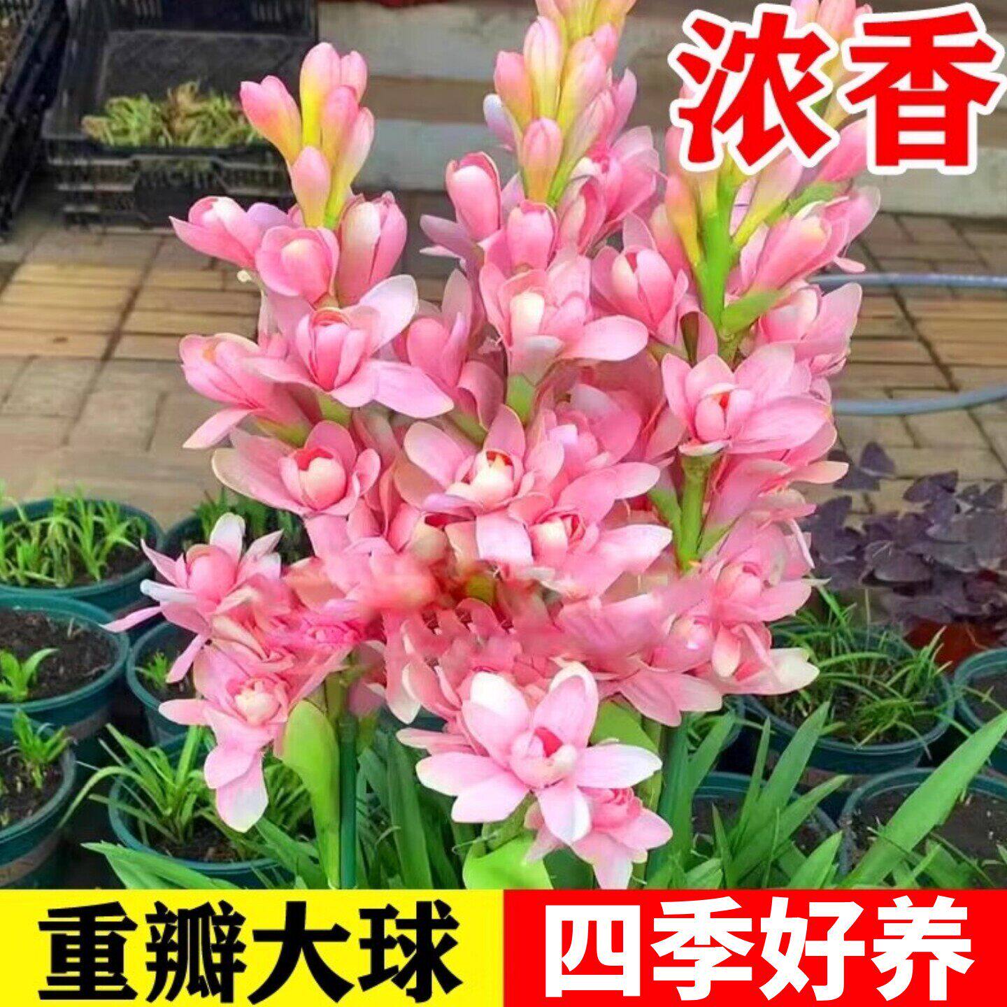 晚香玉种球重瓣大花球根夜来香浓香型多年生切花庭院阳台盆栽花卉