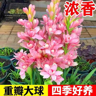 晚香玉种球重瓣大花球根夜来香浓香型多年生切花庭院阳台盆栽花卉