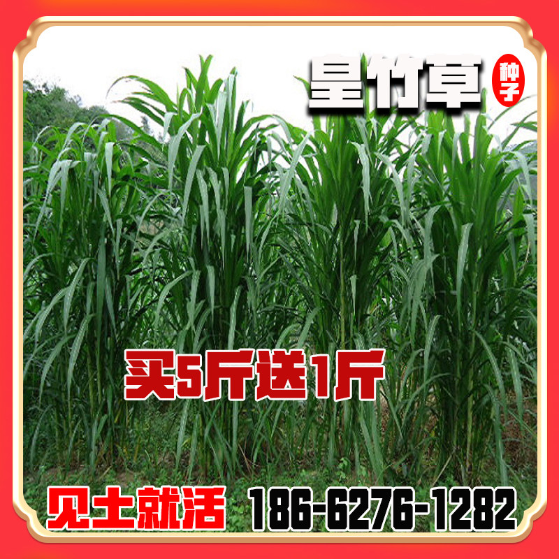 新型皇竹草种子多年生四季耐寒牧草种籽喂鸡鸭鹅猪牛羊鱼王草种籽