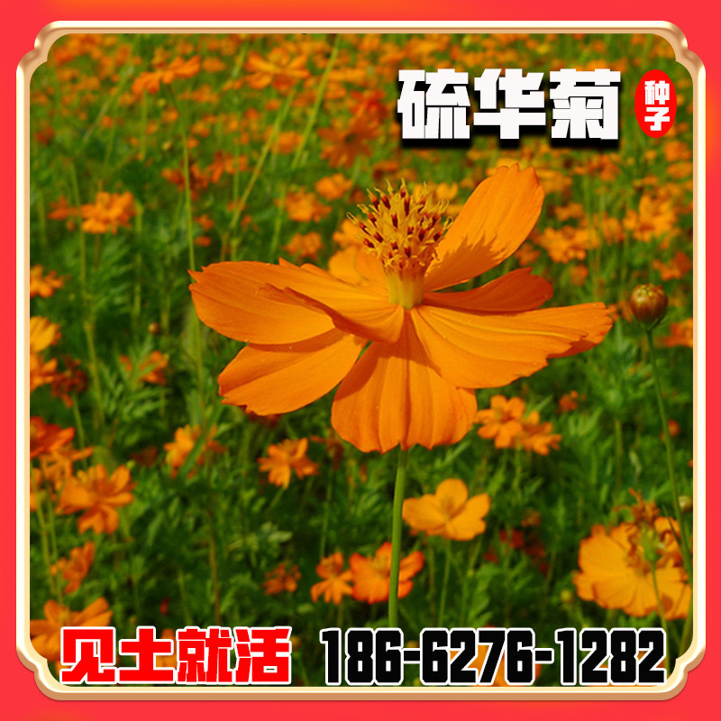 硫华菊种子四季易活花籽四季播种开花庭院室内外黄秋英盆栽花种籽