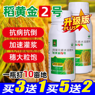 稻黄金2号高产壮秧抗倒伏
