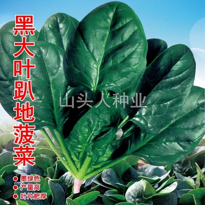 黑大叶趴地菠菜种子春秋季
