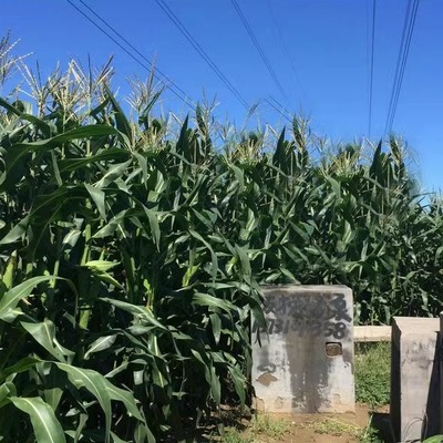 青贮玉米种子大京九26豫2
