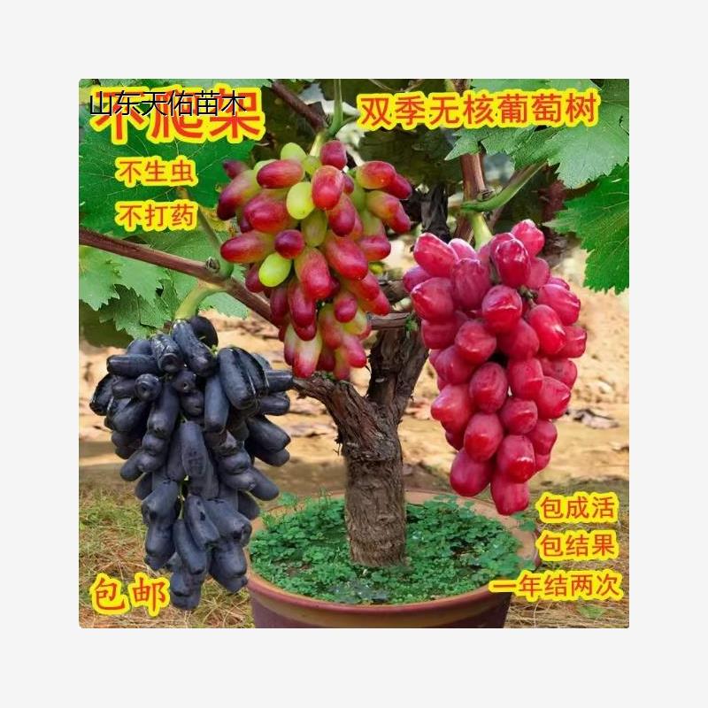 萄葡树苗矮化葡萄苗果树不爬藤南北方四季种植客厅盆栽大苗当年结