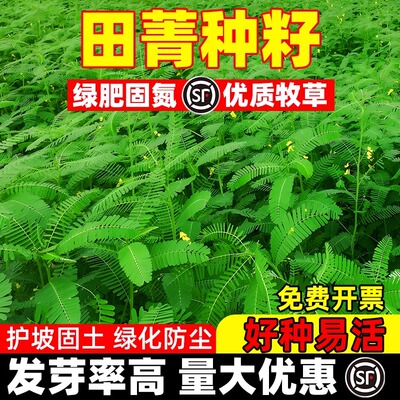 田菁种子碱青涝豆果园绿肥草种籽