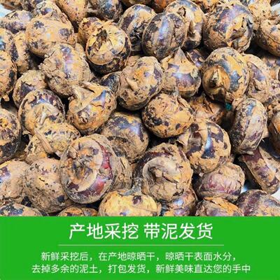 湖北特产马蹄新鲜带泥大个马蹄现挖荸荠脆甜当季水果蔬菜马蹄包邮