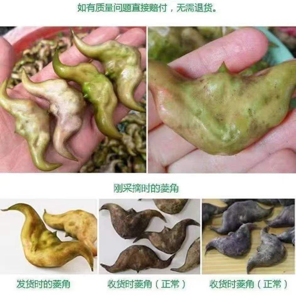 湖北新鲜老菱角新鲜带壳老棱角现摘湖北当季凌角时令水果蔬菜