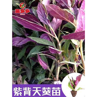 紫背天葵苗四季阳台盆栽秧