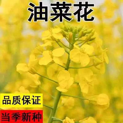 油菜花种子高产耐寒耐旱抗倒观赏食用高产早熟高出油多油菜花种籽
