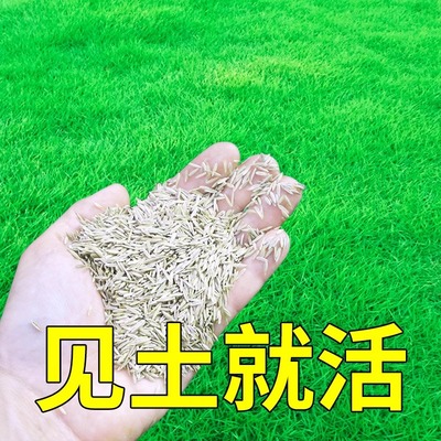 马尼拉草种籽坪子免修剪护坡