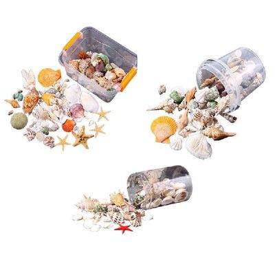 Sea Shells Ornaments Aquarium Decor 3 Choice Mixed Beach