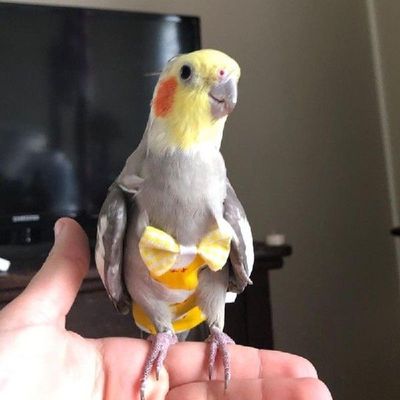 Pakaian Hewan Peliharaan Portabel Yang Dapat Disesuaikan