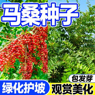 马桑种籽耐旱耐贫瘠边坡修复