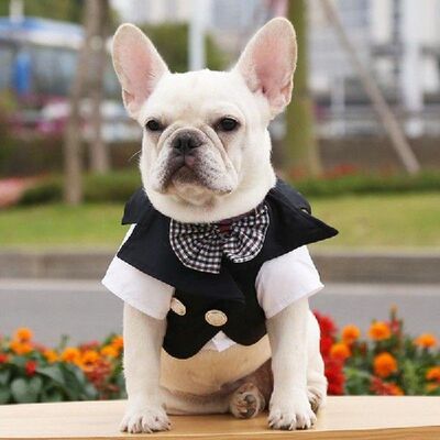 Dog Bridegroom Bow Tie Black Suit Full Dress Gentleman Dog