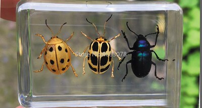 1piece Scarab Insect Speci Ladybug Beetle In Clear Resin Edu