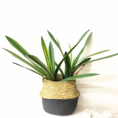 S M L Real Touch Gladiolus Cymbidium Hyridus Orchid Leaf Wh