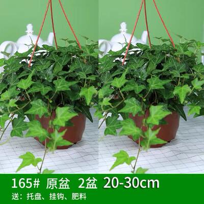 Ivy potted indoor and outdoor plants hanin reen plant