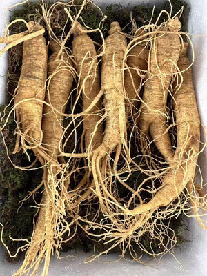 文登西洋参，新鲜出土西洋参 各规格带土鲜参