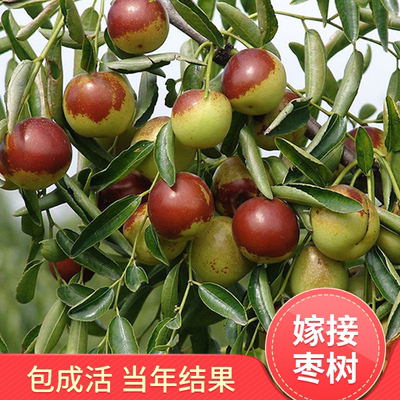 枣树苗活盆栽地南北方种植庭