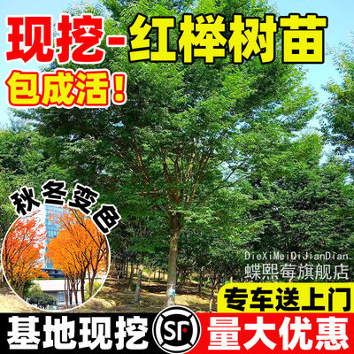 红榉树苗血别墅庭院行道大