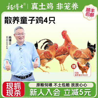 杨博士皖南深山散养童子鸡