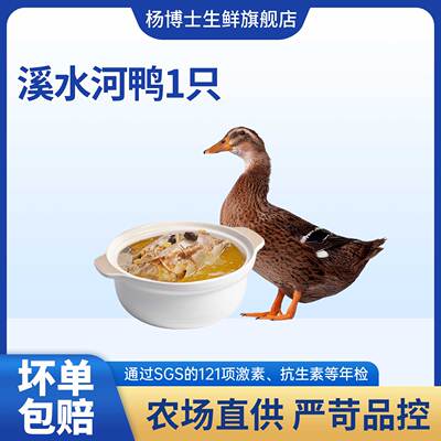 杨博士皖南溪水放养老鸭