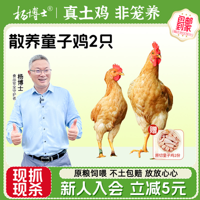 杨博士土鸡童子鸡深山散养原粮饲喂新鲜整鸡现抓现杀走地鸡