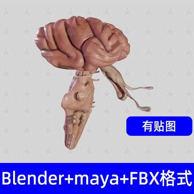 Blender脑干垂体延髓大脑医学解剖3d模型maya模型fbx obj