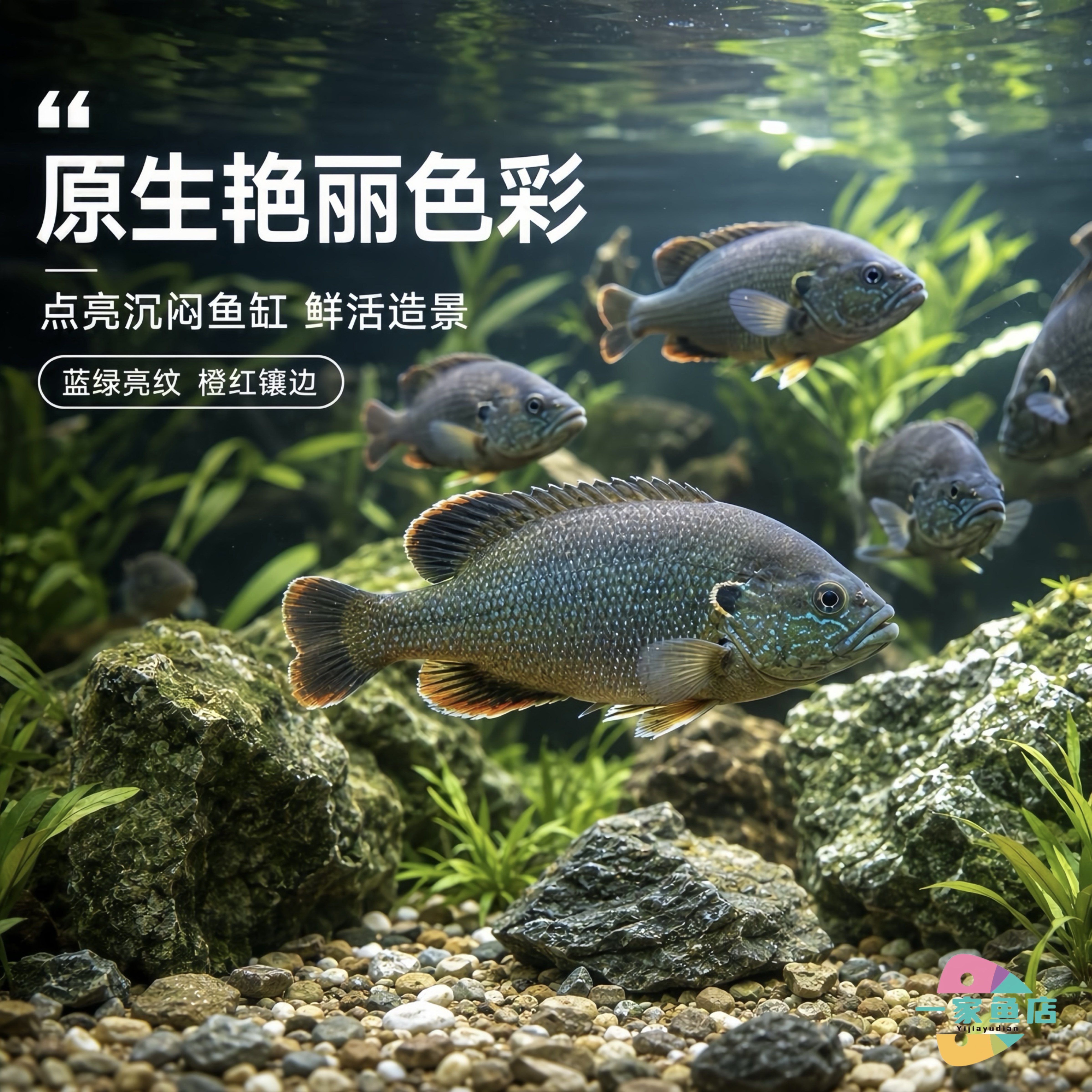 冷水凶猛肉食性太阳鲈鱼原生观赏太阳鱼不加温小型鱼苗广温淡水鱼
