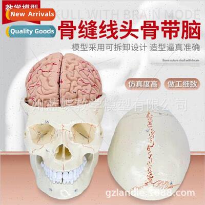 Bone suture skull attached brain model human skull brain mod