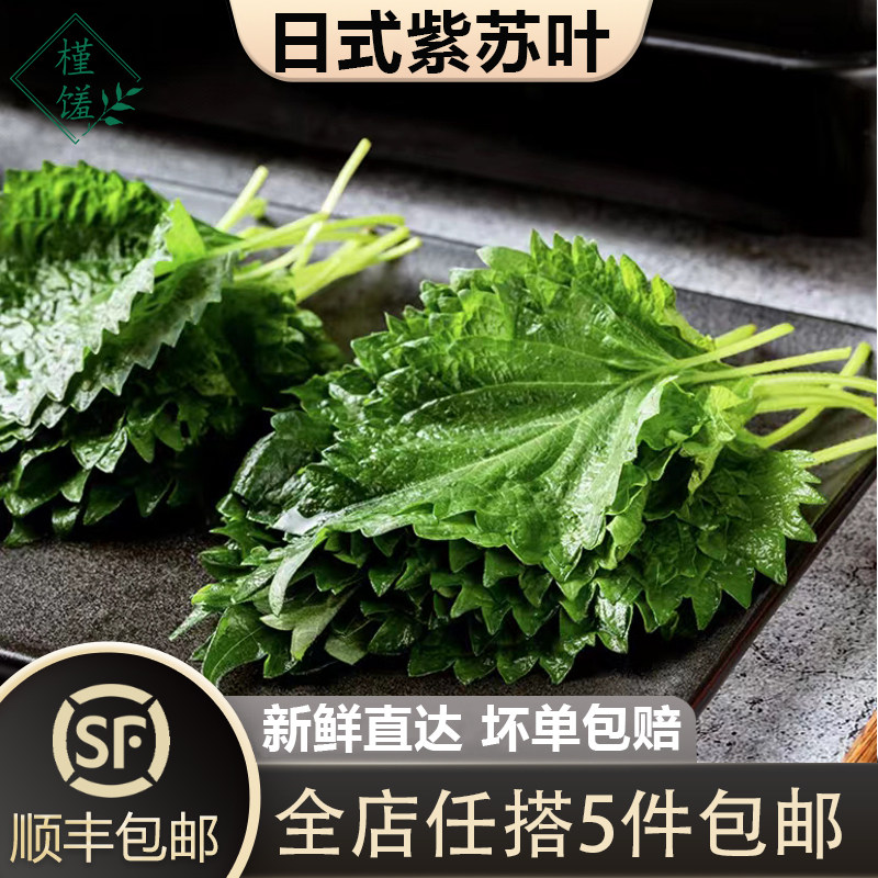 【槿馐】新鲜紫苏叶40片/盒 小叶绿苏子叶日料点缀装饰包烤肉食材