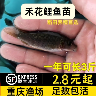 江苏禾花鲤鱼苗淡水鱼塘养殖稻花鱼稻田鲤建鲤花背小鱼苗红尾鲤鱼