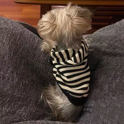 狗狗衣服秋冬款比熊博美雪纳瑞小型犬连帽卫衣薄绒泰迪狗狗衣服