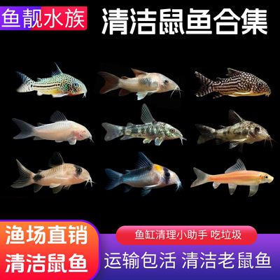 老鼠鱼活体热带鱼清洁鼠鱼白老鼠
