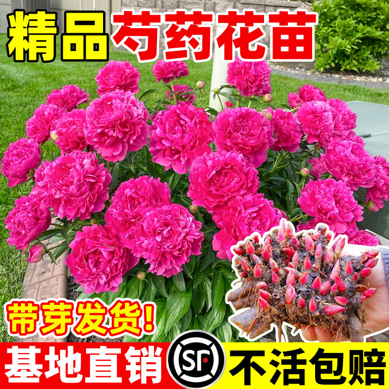 芍药花苗重瓣带芽大苗鲜花四季开花卉阳台庭院牡丹花种根盆栽植物