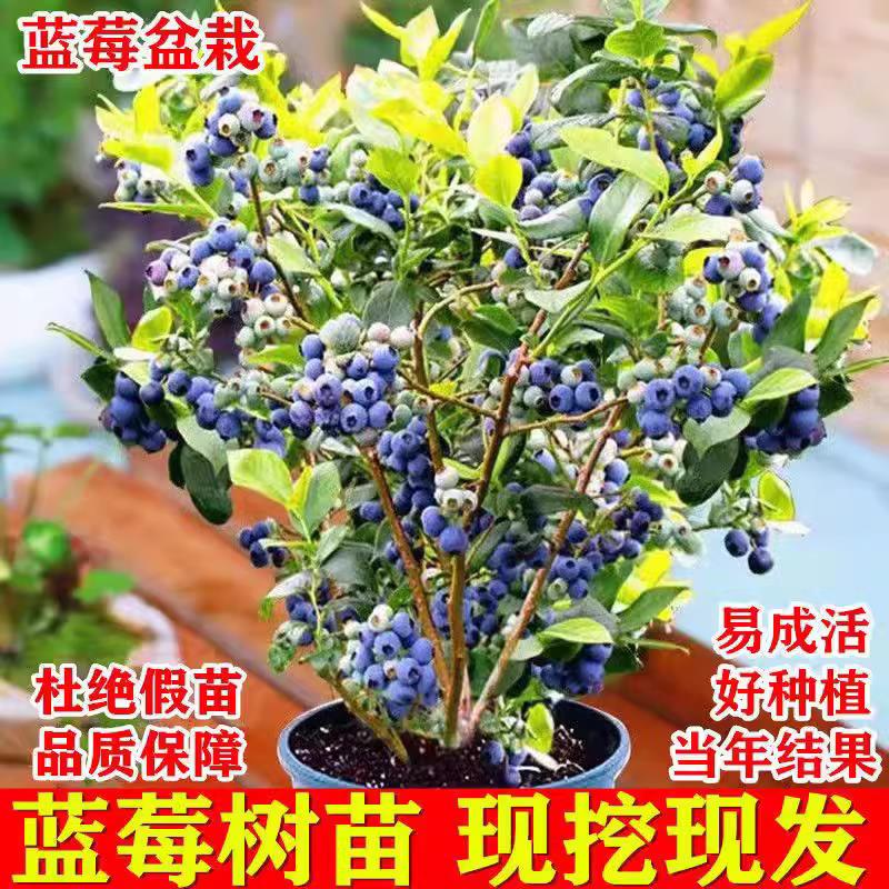 蓝莓树果苗蓝莓苗盆栽地栽果苗带大果南北方种植苗兔眼绿宝石果树