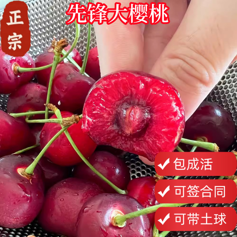 正宗先锋车厘子大樱桃树苗南北方种植特大水果树果苗盆栽地栽大全