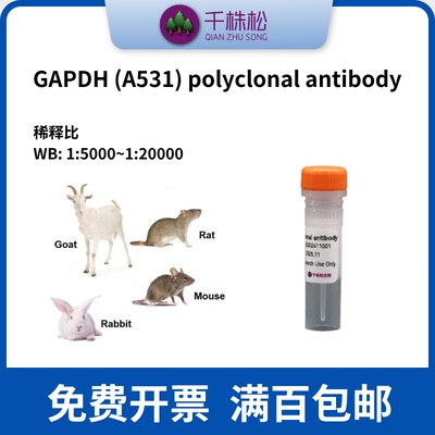 GAPDH内参抗体千株松免费开票