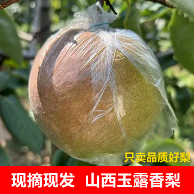 正宗山西玉露香梨新鲜水果