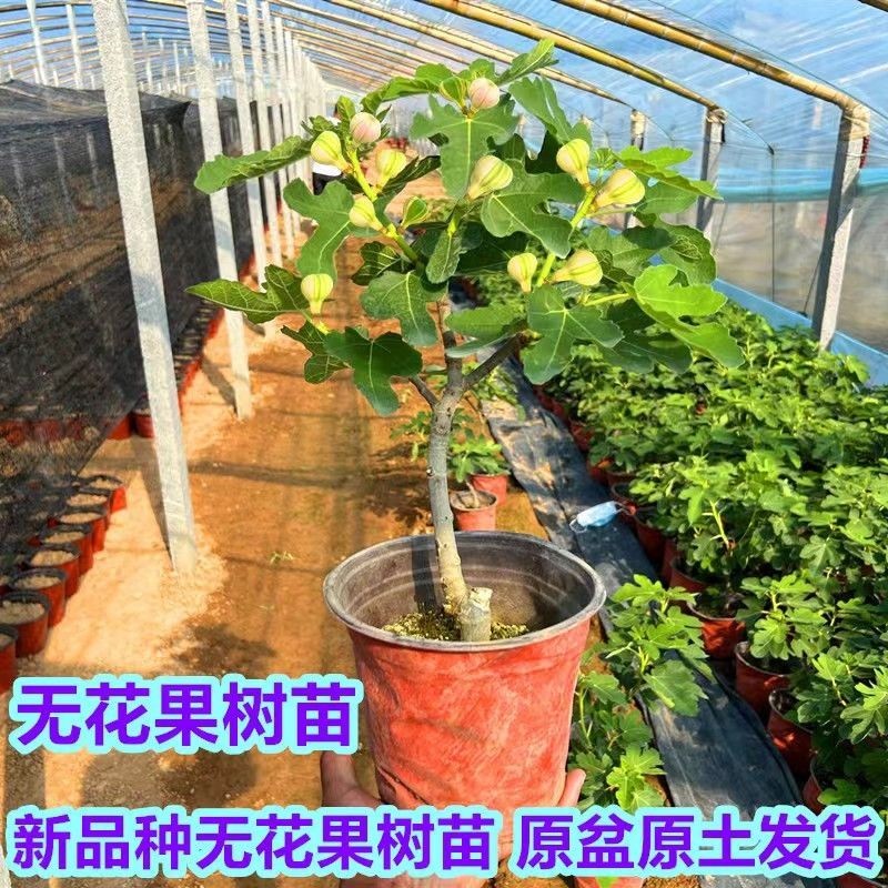 【原盆原土】矮化无花果树苗当年结果阳台客厅盆栽地栽南北方种植