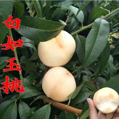 白桃树苗 白如玉桃树苗 白如雪桃嫁接果树苗木南方北方种植