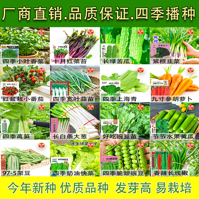 蔬菜种子四季播种植阳台庭院菠菜香菜萝卜白菜简单春易种籽孑大全