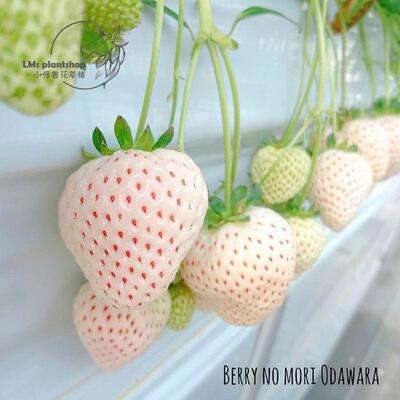 草莓盆栽苗多年生植物阳台盆栽水果苗果树奶油草莓 天使AE 8号