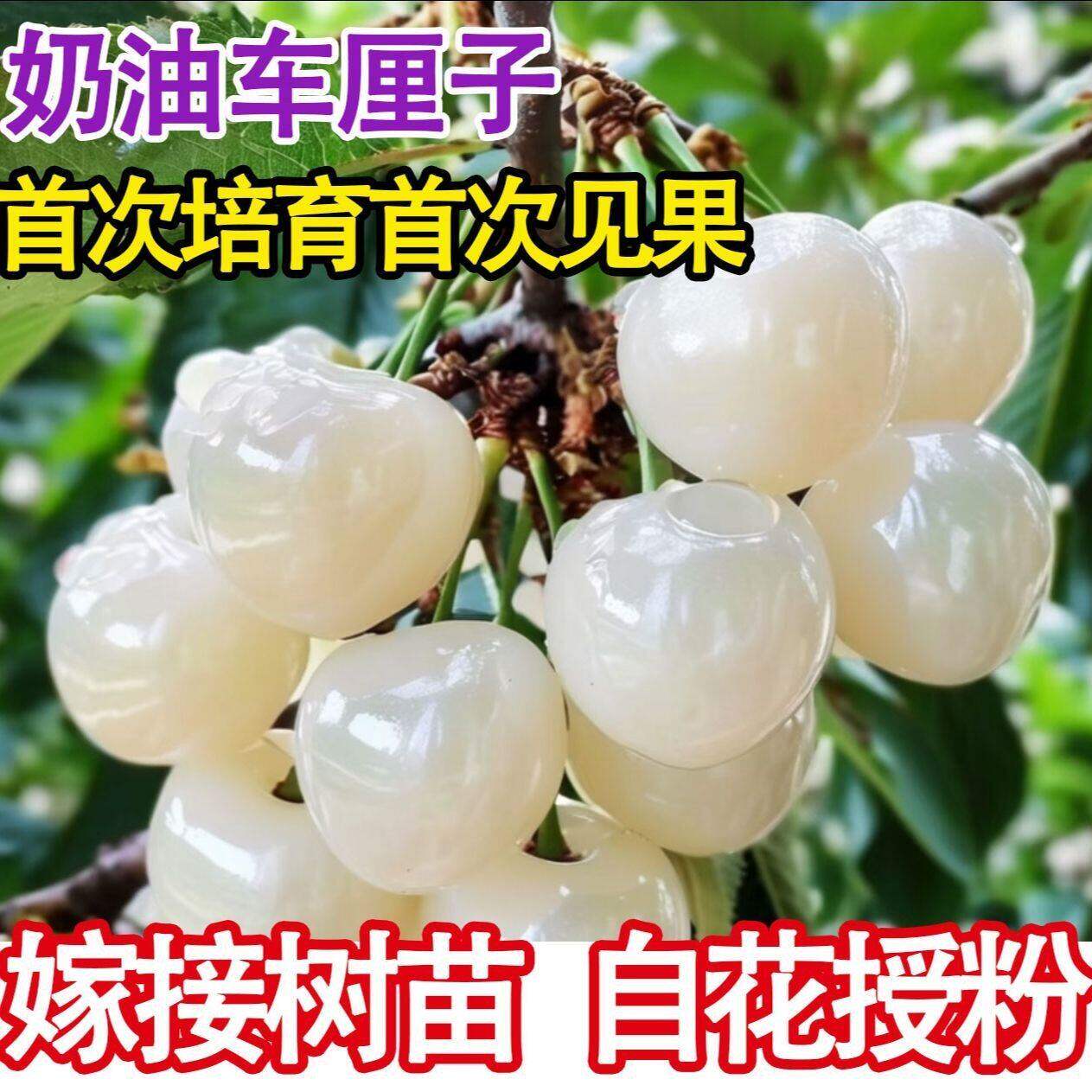 【洁白如玉】新品种奶油车厘子大樱桃树苗南北方种盆栽地栽耐寒