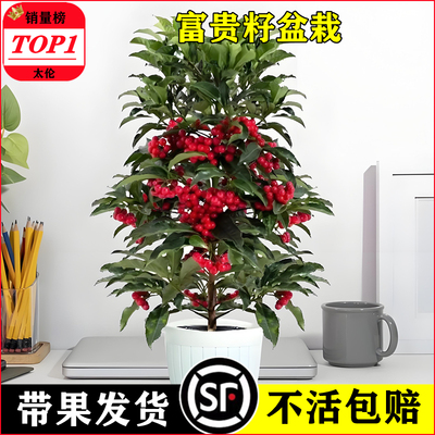 富贵籽盆栽带果黄金万两绿