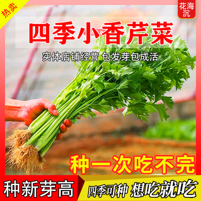 四季小香芹种子脆嫩清香芹菜种籽春季秋季旱芹籽庭院蔬菜种子大全