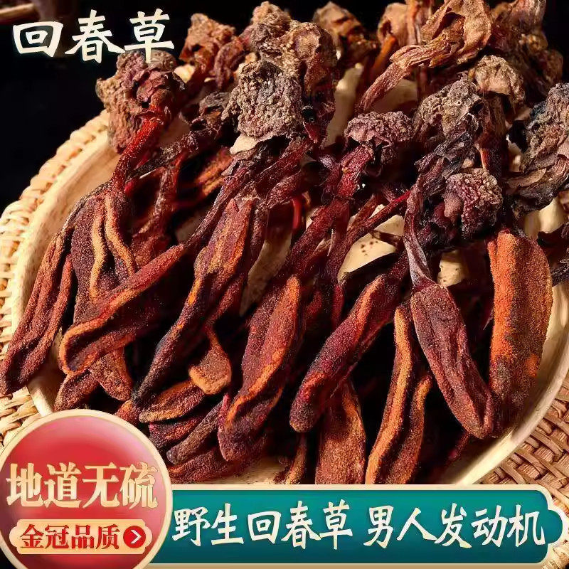 云南顶天柱野生不老草新货地参虫草参中药材煲汤泡茶泡酒料回春草