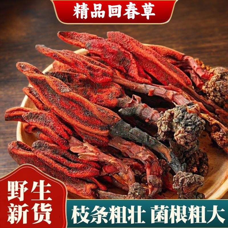 云南野生回春草中药材正品新鲜干货不老草泡茶泡酒男性滋补泡茶
